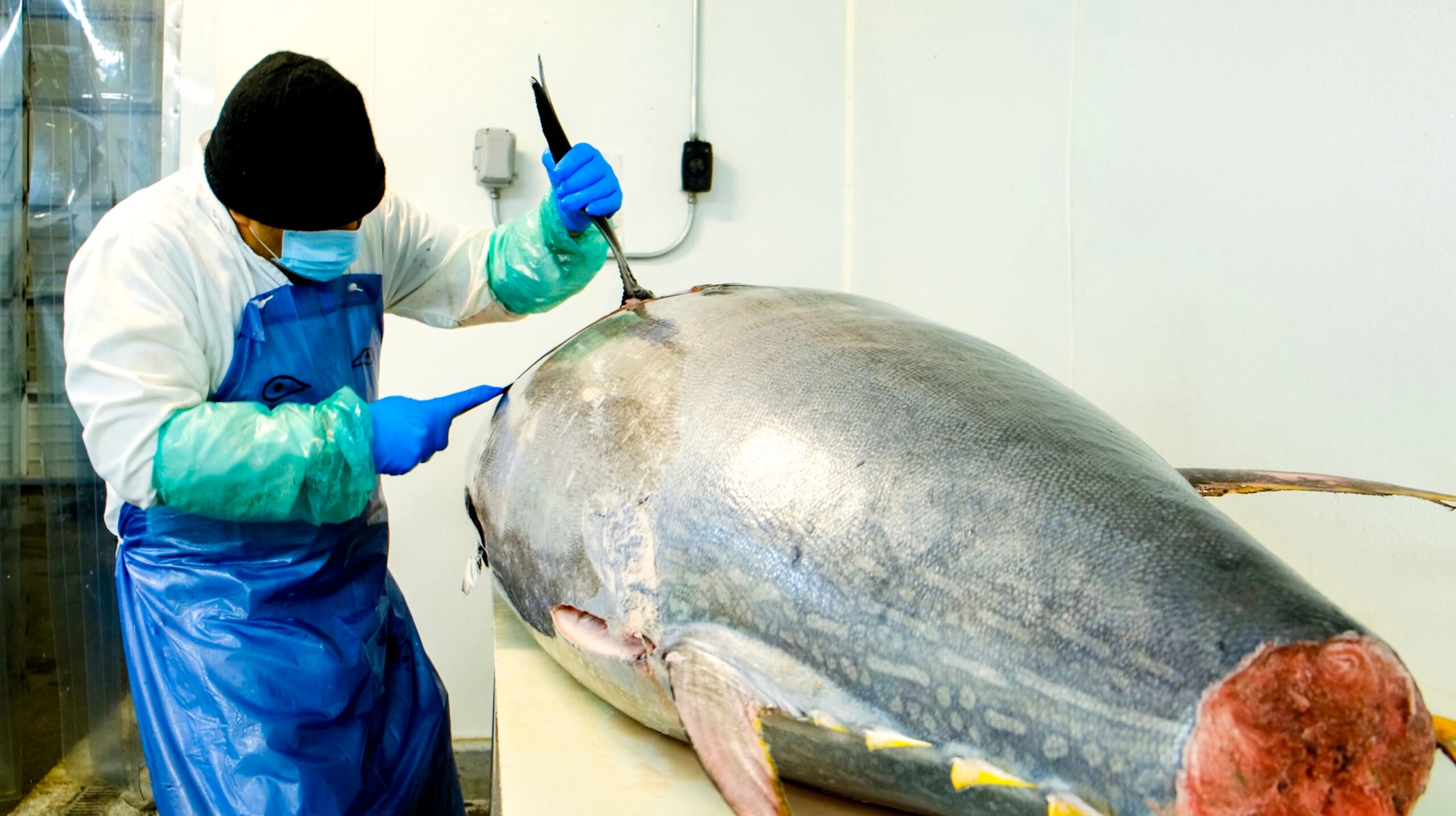 Prepping a Bluefin at TH Seafoods | QAZ JAPAN